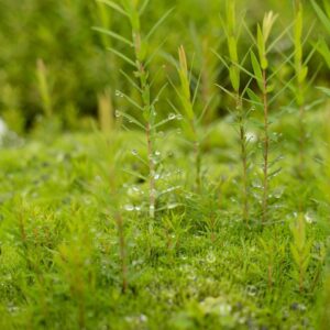 How Do Trees Grow? – Timber Wilderness Products